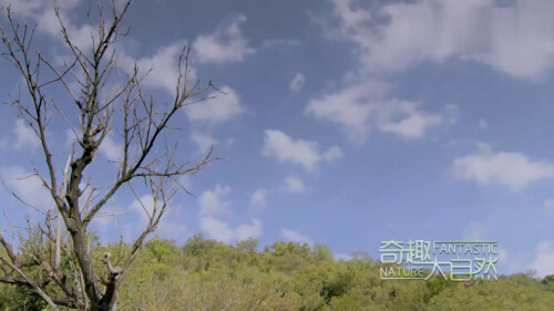 狒狒群落高度发达的社会行为,简直是与人类社会如出一辙