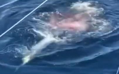 灰鲭鲨取走了马林鱼的尾巴