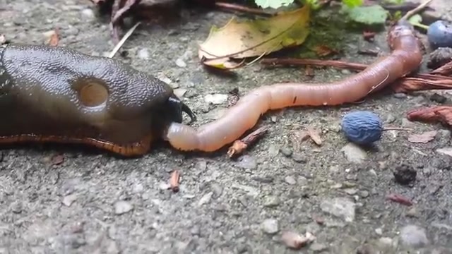 【油管】阿勇蛞蝓啃食蚯蚓