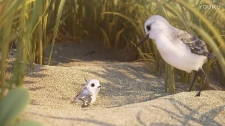 优秀微影推荐 《Piper鹬》 皮克斯耗时三年获奥斯卡最佳动画短片