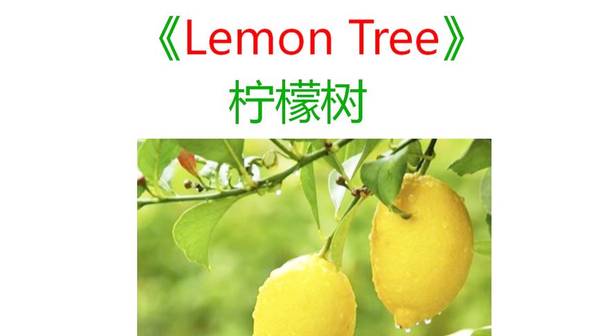 听歌学英语啦!这首《lemon tree》,英语歌词啥意思?