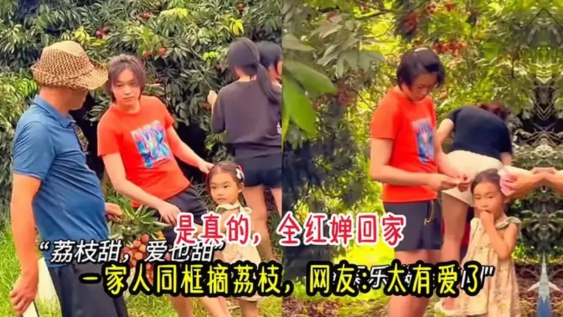 是真的,全红婵回家,一家人同框摘荔枝,网友:太有爱了