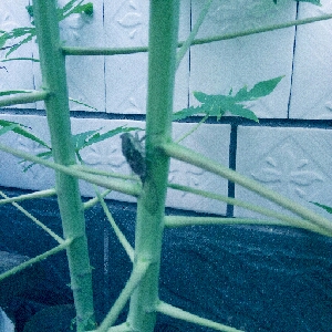 丫丫丫噫噫 