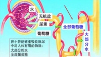 尿液形成2【肾小管的重吸收作用】