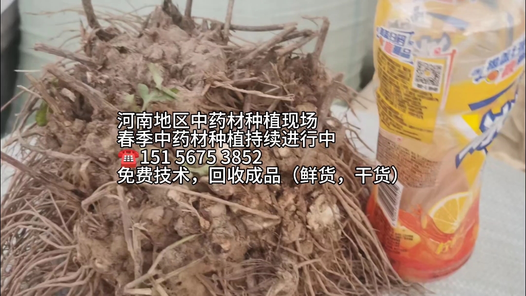 河南地区百亩中药材种植现场,春季中药材种植指导持续进行中,...