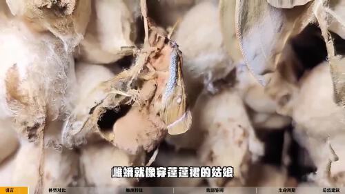蚕变飞蛾竟分公母?揭秘背后惊人差异!