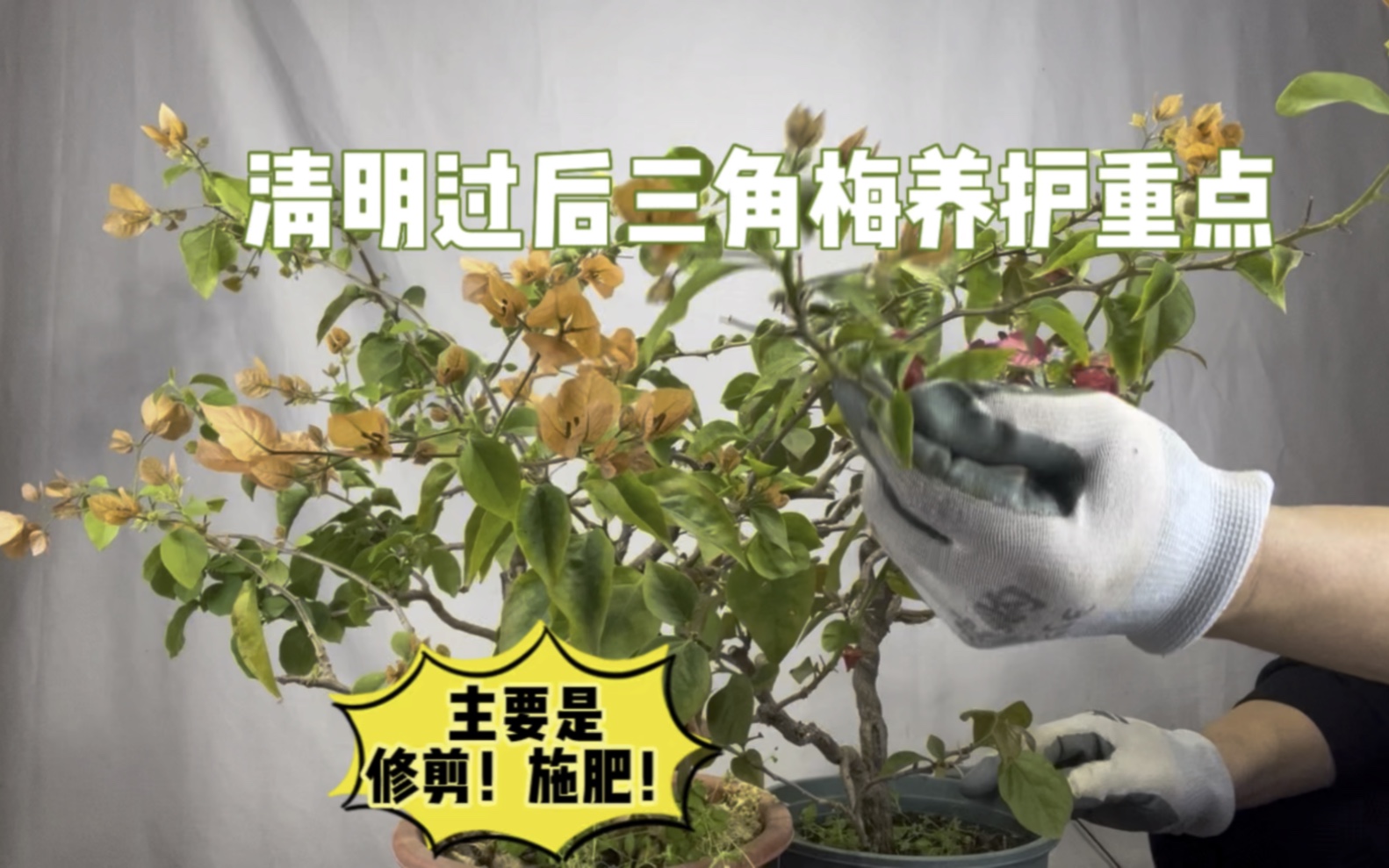 清明过后,三角梅怎么养?主要是修剪施肥,很实用!赶紧看看