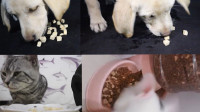 一分钟学会猫粮狗粮制作过程,美味又安全