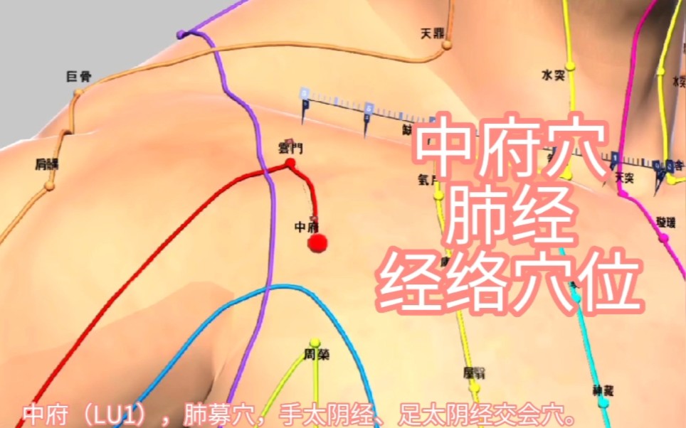 中府穴_肺经_经络穴位