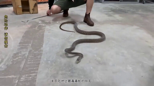 世界上最毒的五大毒蛇,第一名独领风骚,连眼镜王蛇都只能排第五