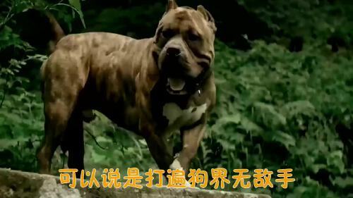 藏獒一口锁喉!比特犬死咬不松口竟被瞬间压制,猛犬对决惊爆全场