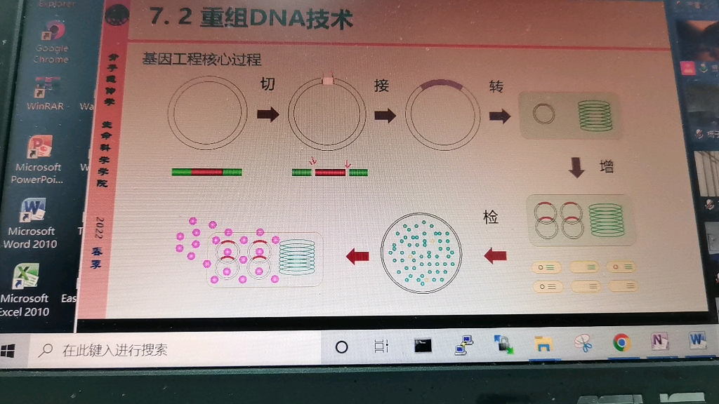 分子遗传学-part II-2.3基因工程(DNA重组)【复旦-季朝能吕红】自用勿转!
