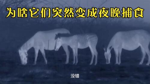 为啥野生动物突然变成夜晚捕食而放弃白天捕食