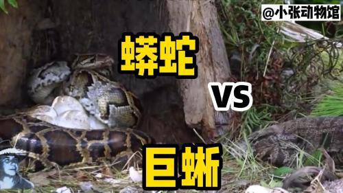 动物世界,大自然的法则,蟒蛇vs巨蜥!