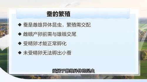 一只蚕的繁殖秘密:它到底能产多少卵?
