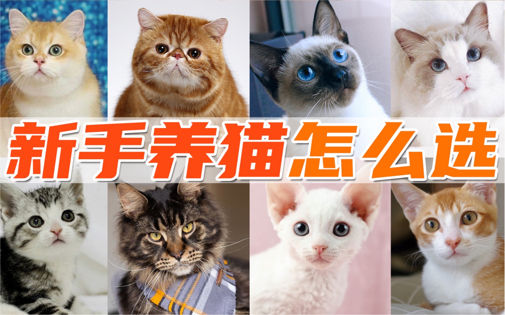 新手养猫该选什么品种?10个常见品种优缺点概括!