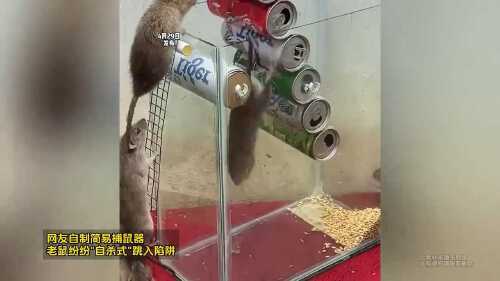 网友自制简易捕鼠器,老鼠纷纷自杀式跳入陷阱
