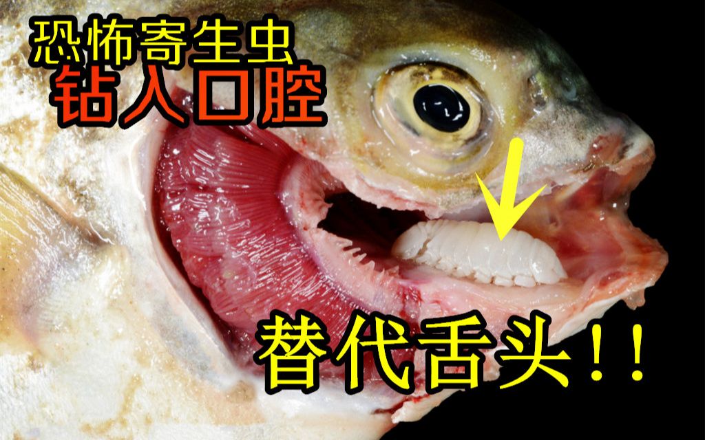 【寄生虫第四季4】缩头鱼虱:恐怖寄生虫钻入口腔替代舌头!虫真的能...