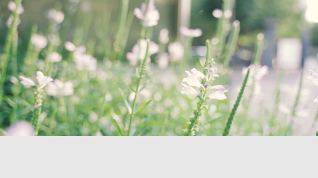 半夏时光,智云wbs稳定器初体验,A73+腾龙28-75+hlg2