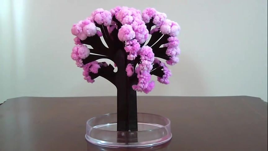 自种“樱花树” 在家就能欣赏樱花盛开