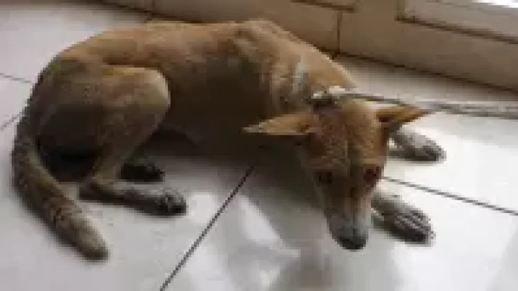 狗出现这几个特征后, 可能是患狂犬病了, 看见一定要远离!