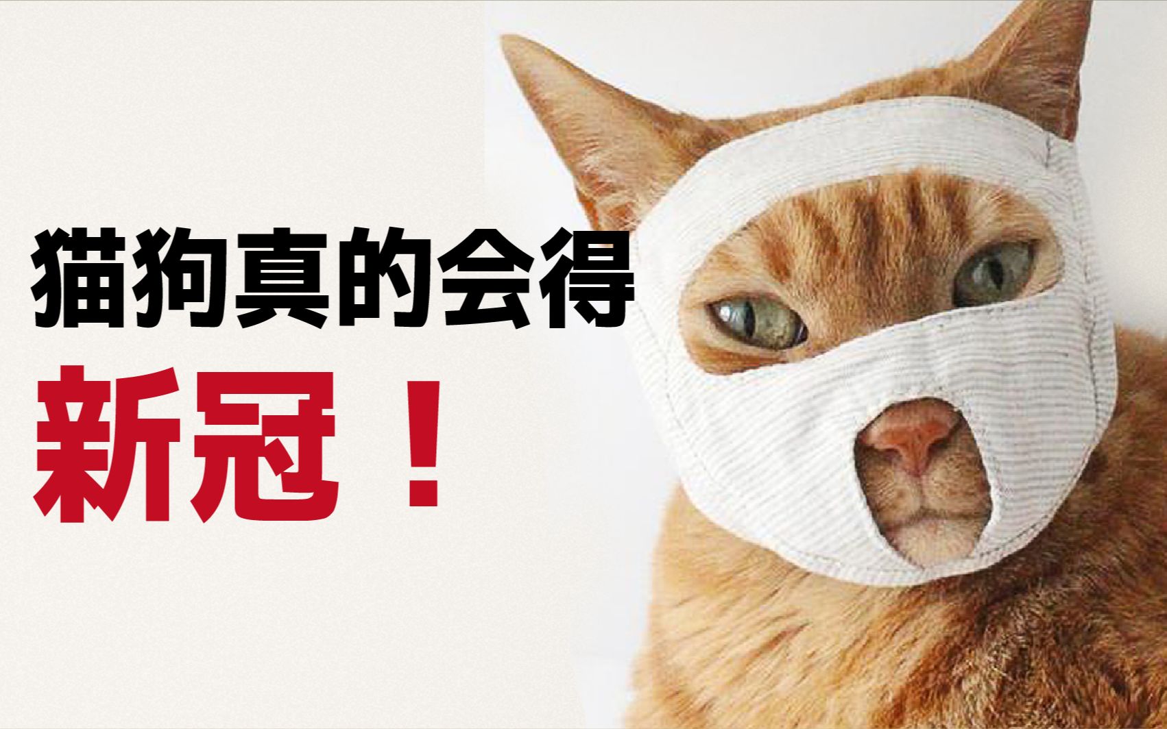 如何避免猫狗感染新冠?疫情期间我们需要注意什么?