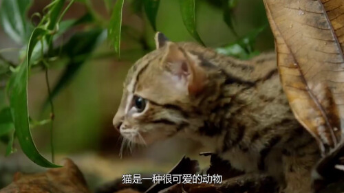 世界上体型最大的猫,虽然长的虎背熊腰,声音却像小鸟一样温柔!