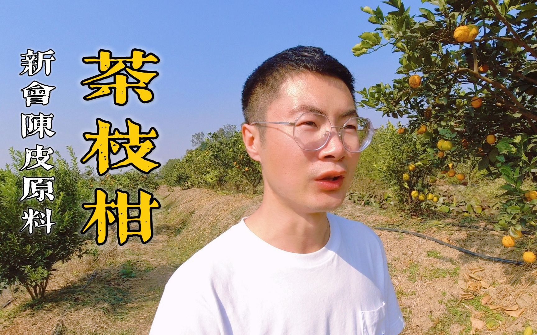 新会陈皮种植园实探,茶枝柑跟其他柑橘有何区别,陈皮如何制作的