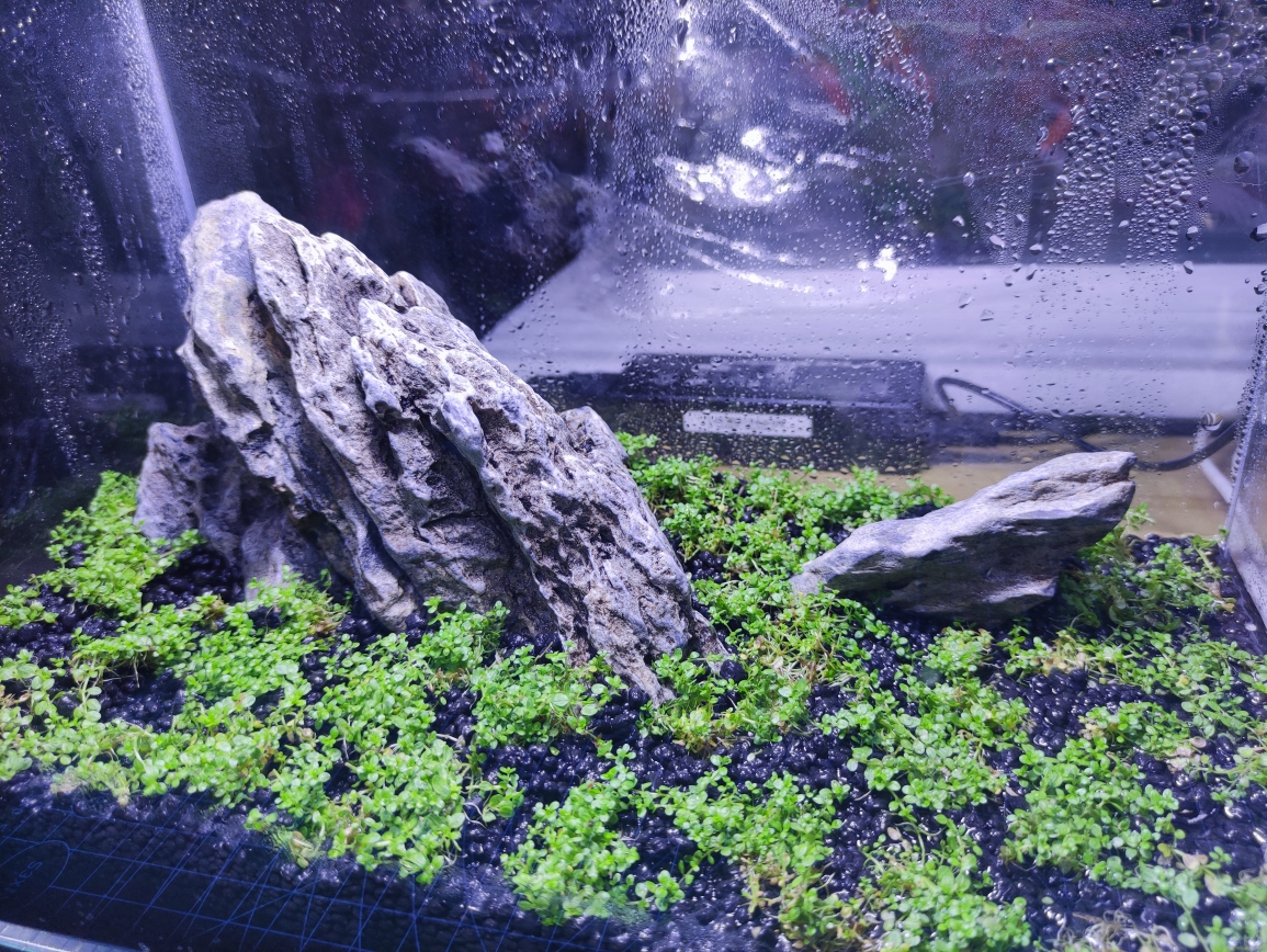 无水开缸养趴地矮珍珠记录