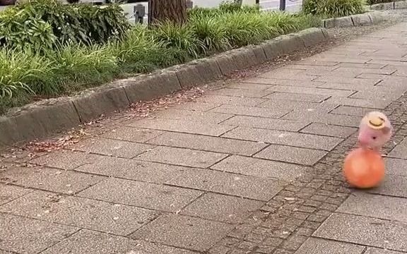 ...背着我学会了杂技ߤ�‍♀️艾特出最像它的人#勇敢猪猪不怕困难