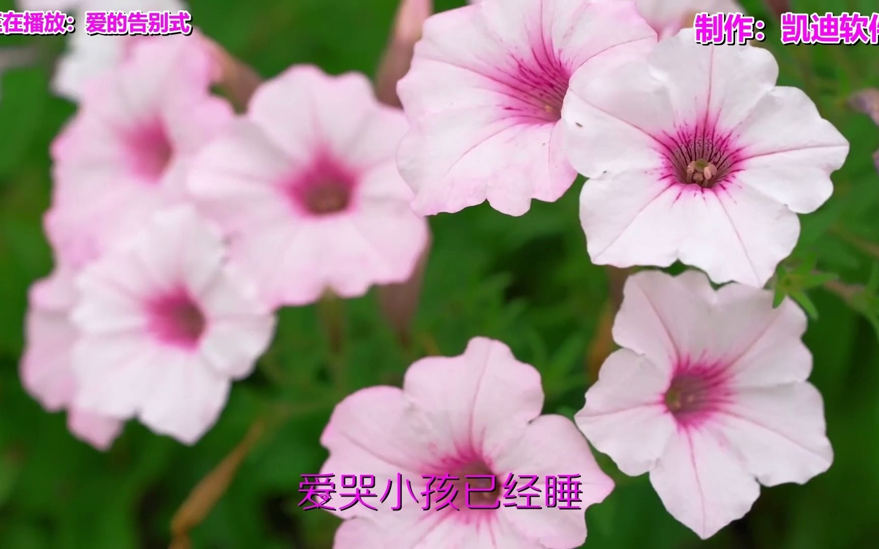 《爱的告别式》欣赏,手机怎么制作mv滚动歌词