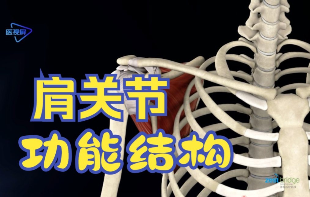 【运动解剖】:肩关节的解剖结构功能