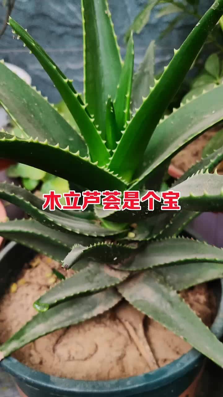 木立芦荟又名龙爪菊,煮茶或是捣碎,厉害了,也许你也用得到