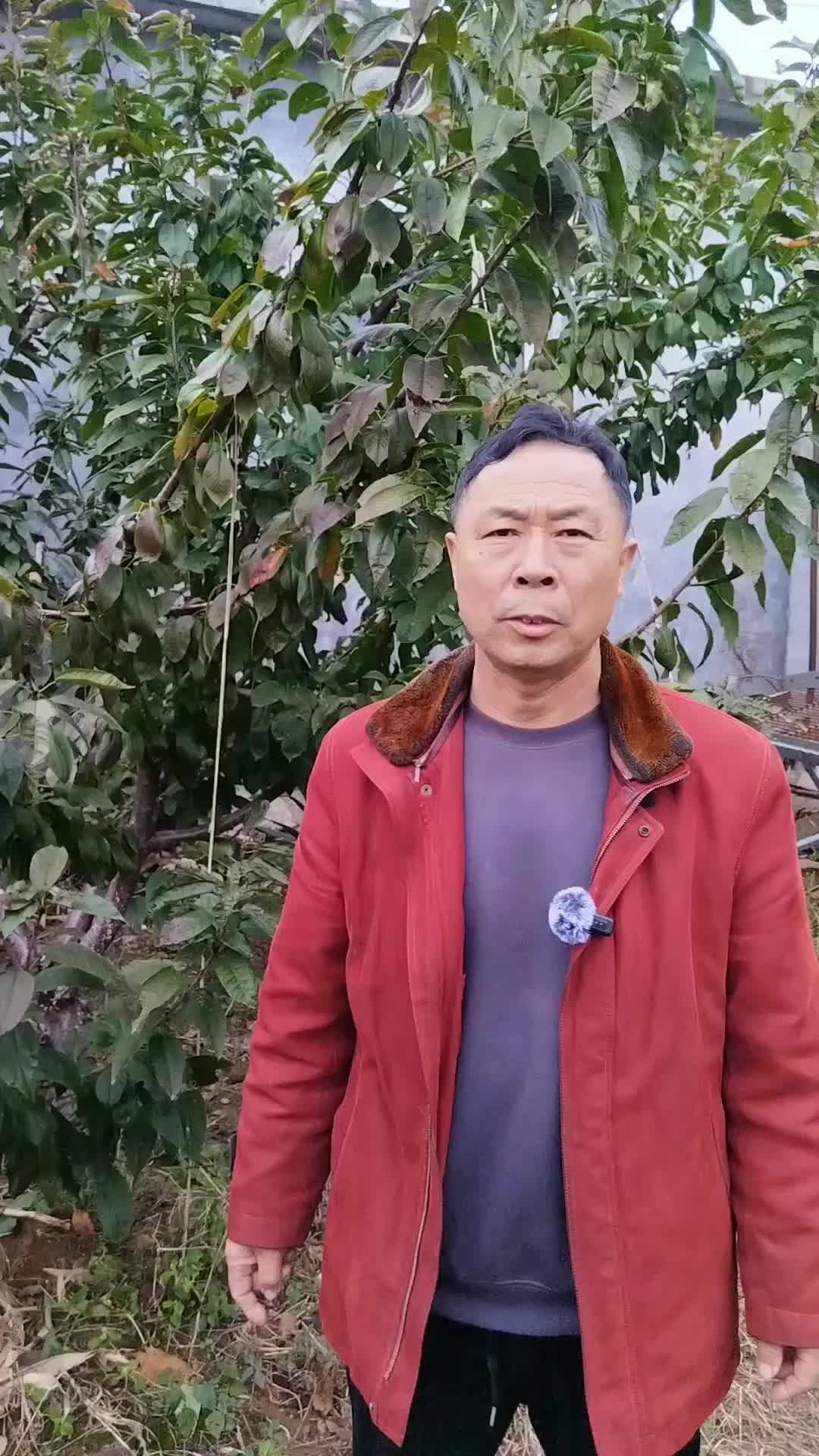 大樱桃树现阶段需要的管理工作#果园管理 #农业种植技术 #大樱桃种植...