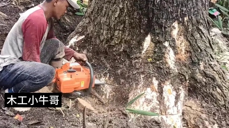 简单快速的砍伐树林边缘的高大树木