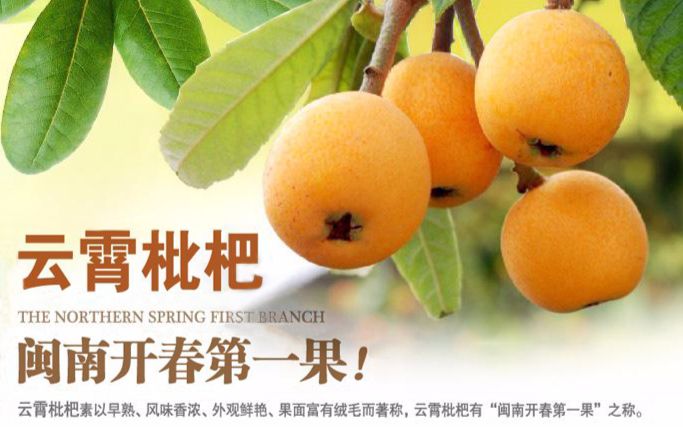 云霄枇杷又上电视啦,神器枇杷膏