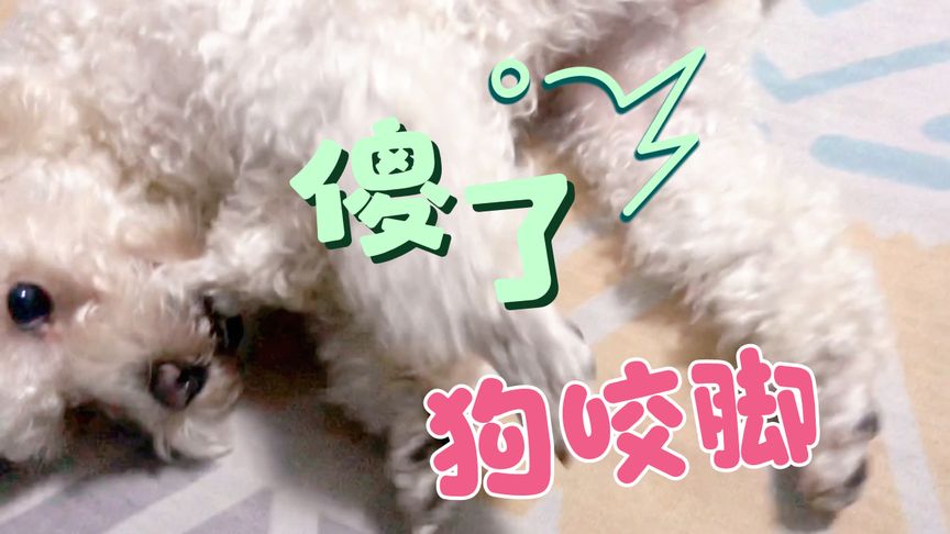 狗狗咬自己的脚。医生:这种情况多久了…