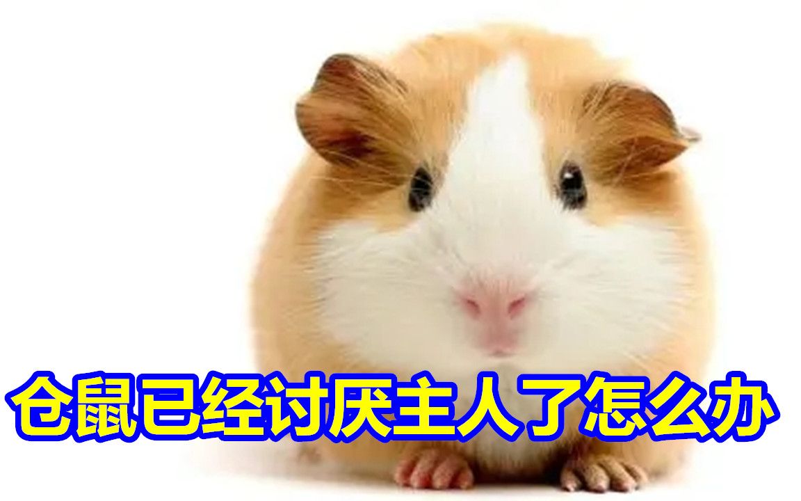 仓鼠已经讨厌主人了怎么办?