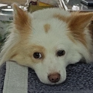 二代比克大魔王 