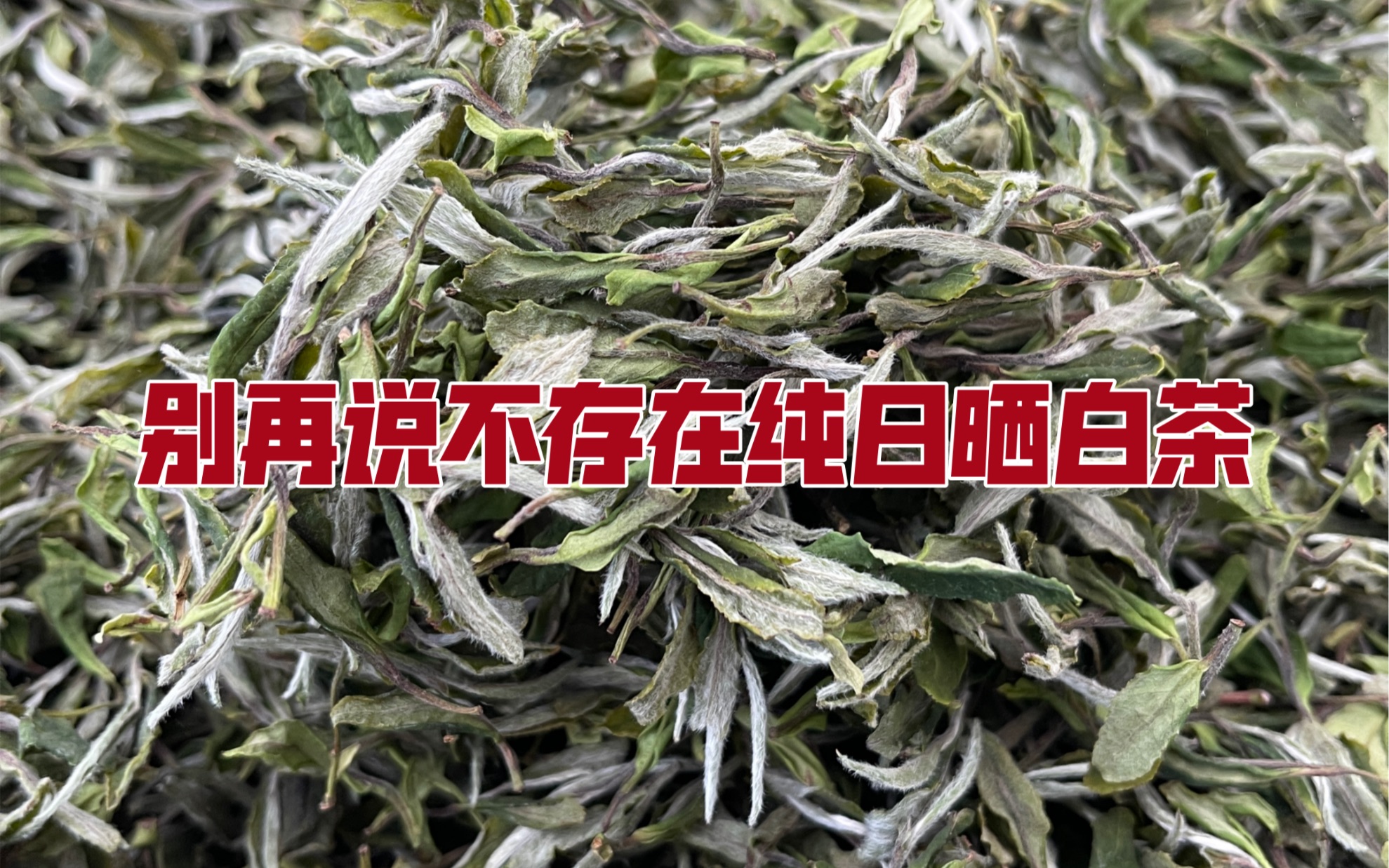 别再说不存在纯日晒白茶