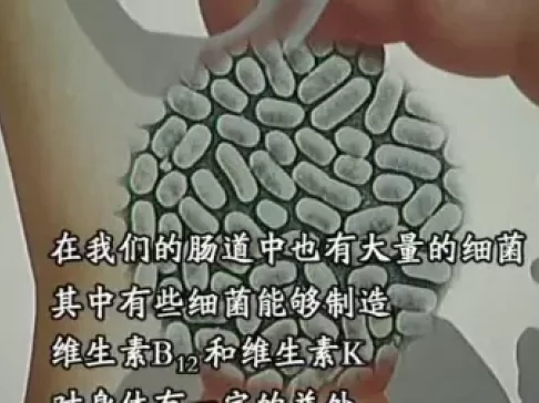 16.细菌和真菌在自然界中的作用 人教版八年级生物上册