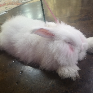 马马尼呣 
