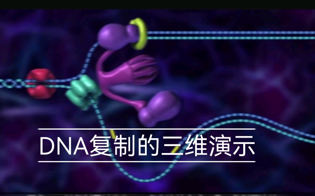 【高中生物学必修2】DNA复制的过程