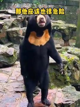 这些熊看起来很可爱,其实很危险,野外遇到了一定要远离#充能计划 #轻...