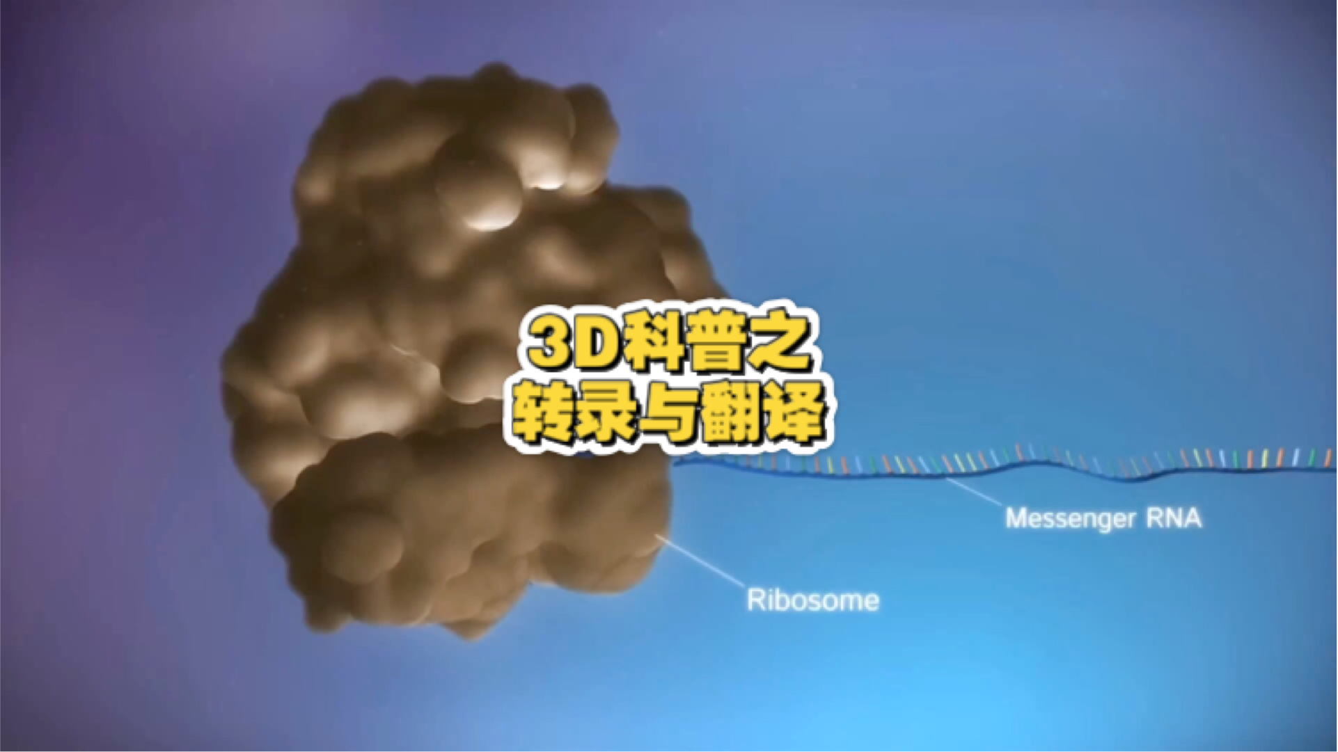 3D科普:转录与翻译!