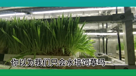 我们不会只局限于水培牧草,我们的技术人员还可以水培水稻,水培小麦...