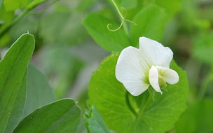 高中生物必修二实验