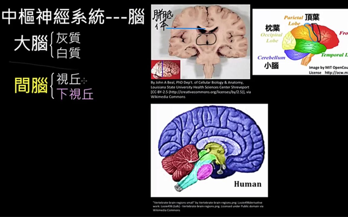 中枢神经系统---脑