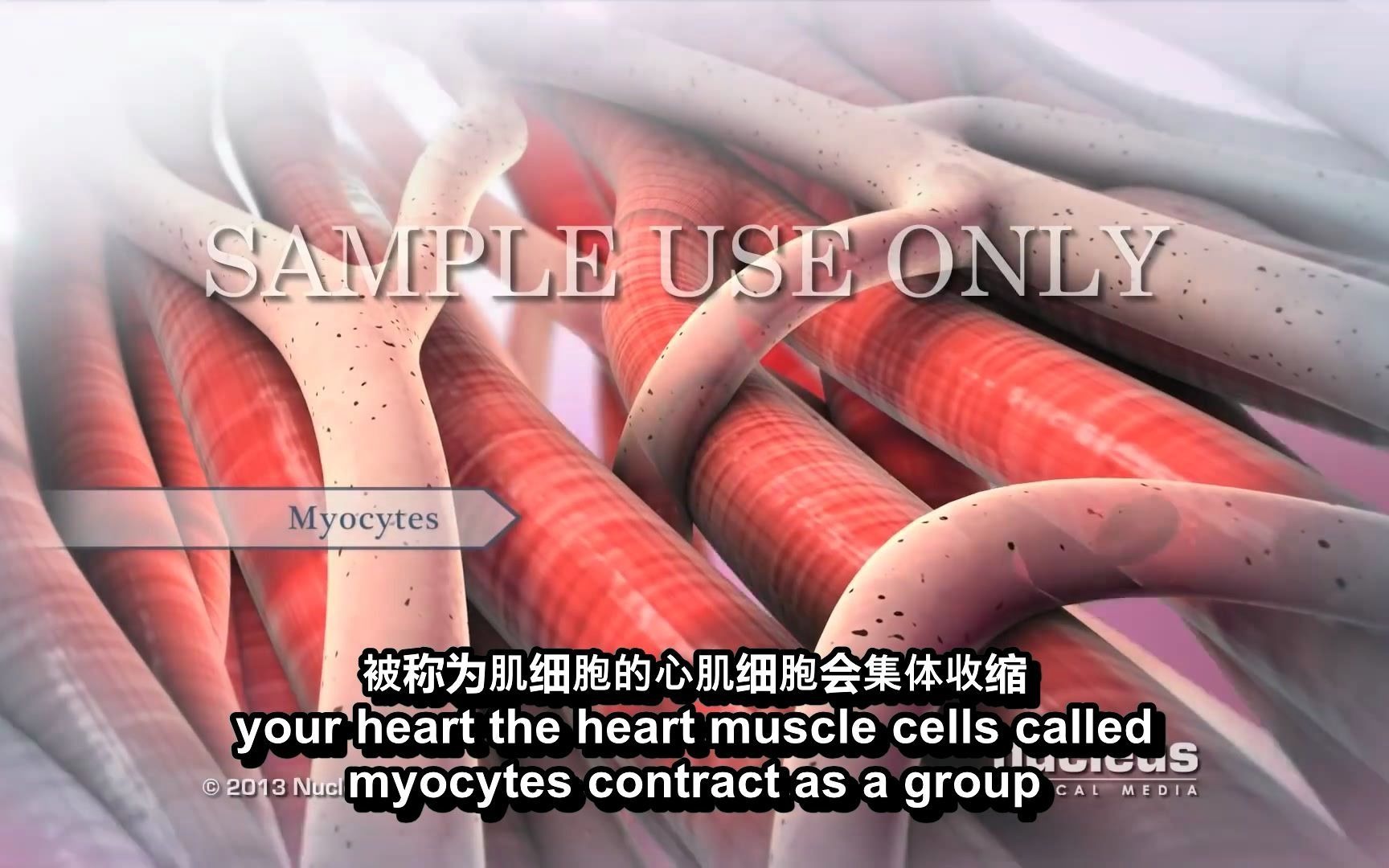 心脏解剖的3D动态过程