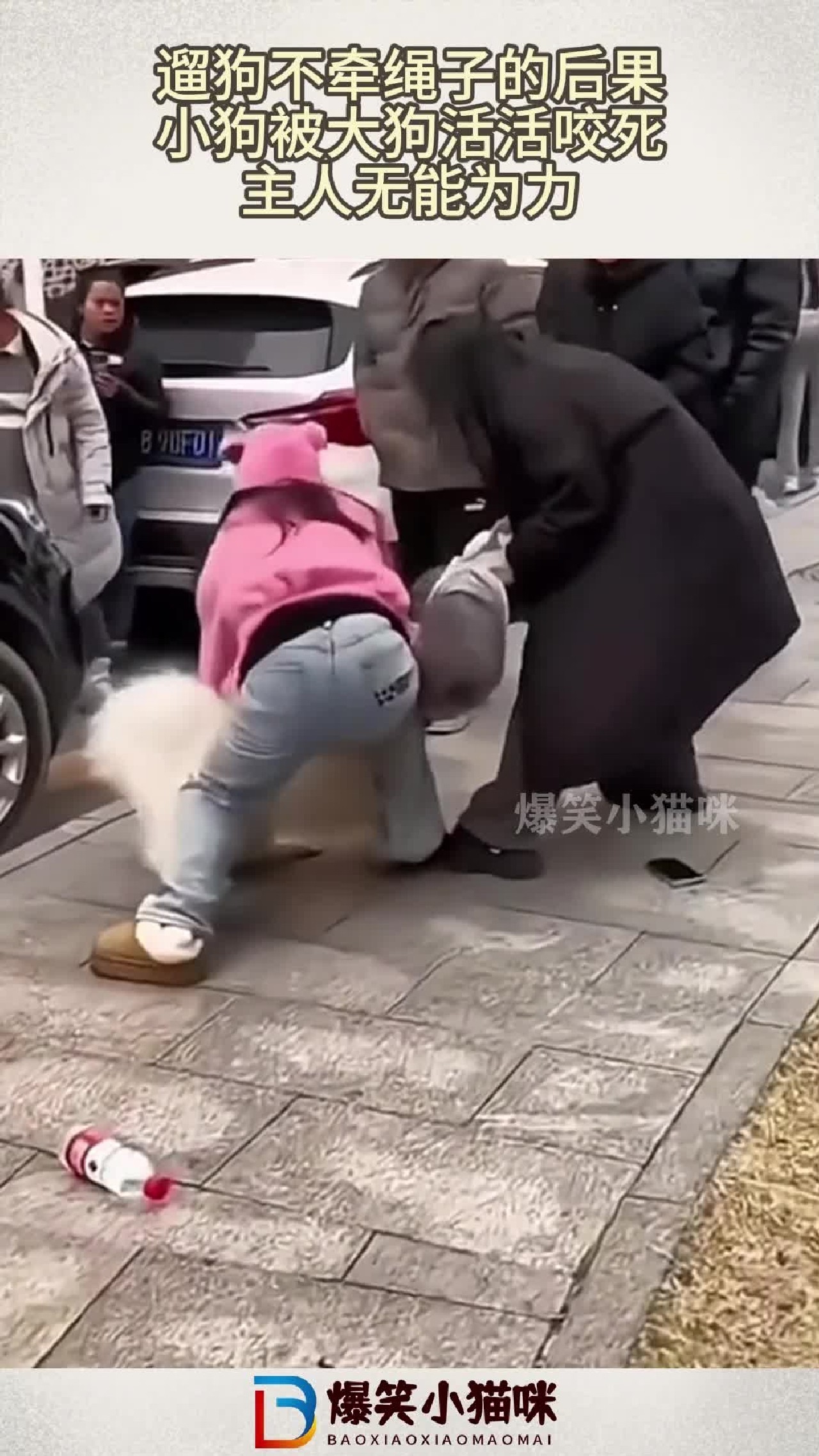 遛狗不牵绳子的后果,小狗被大狗活活咬死,主人无能为力!